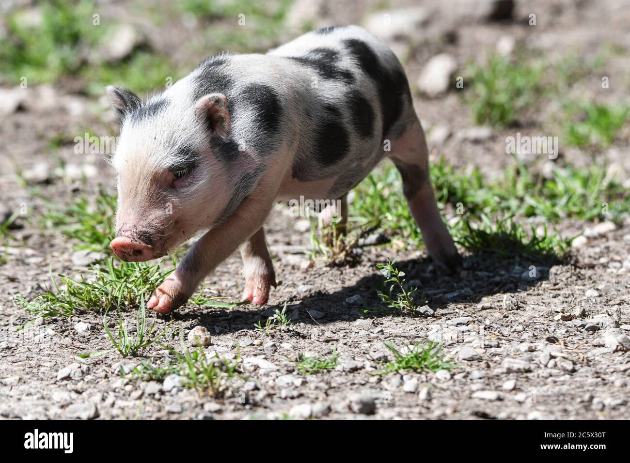 pig and pigglet Stock Photo - Alamy