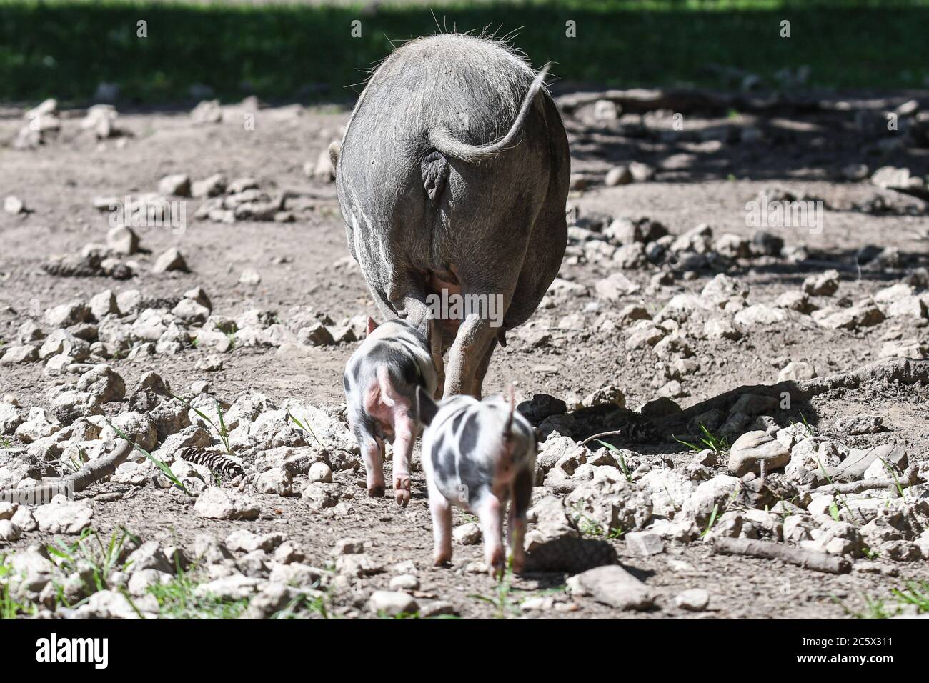pig and pigglet Stock Photo - Alamy