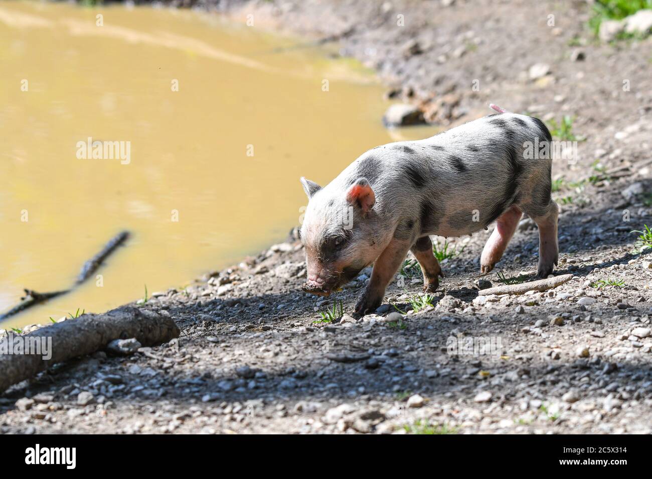 pig and pigglet Stock Photo - Alamy