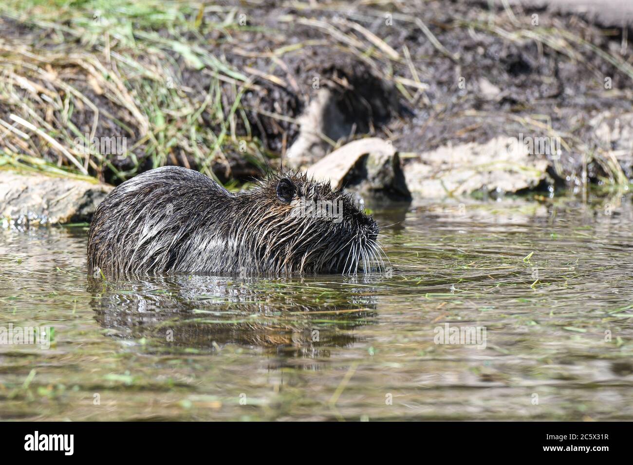 Nutria playing in the water Stock Photo - Alamy