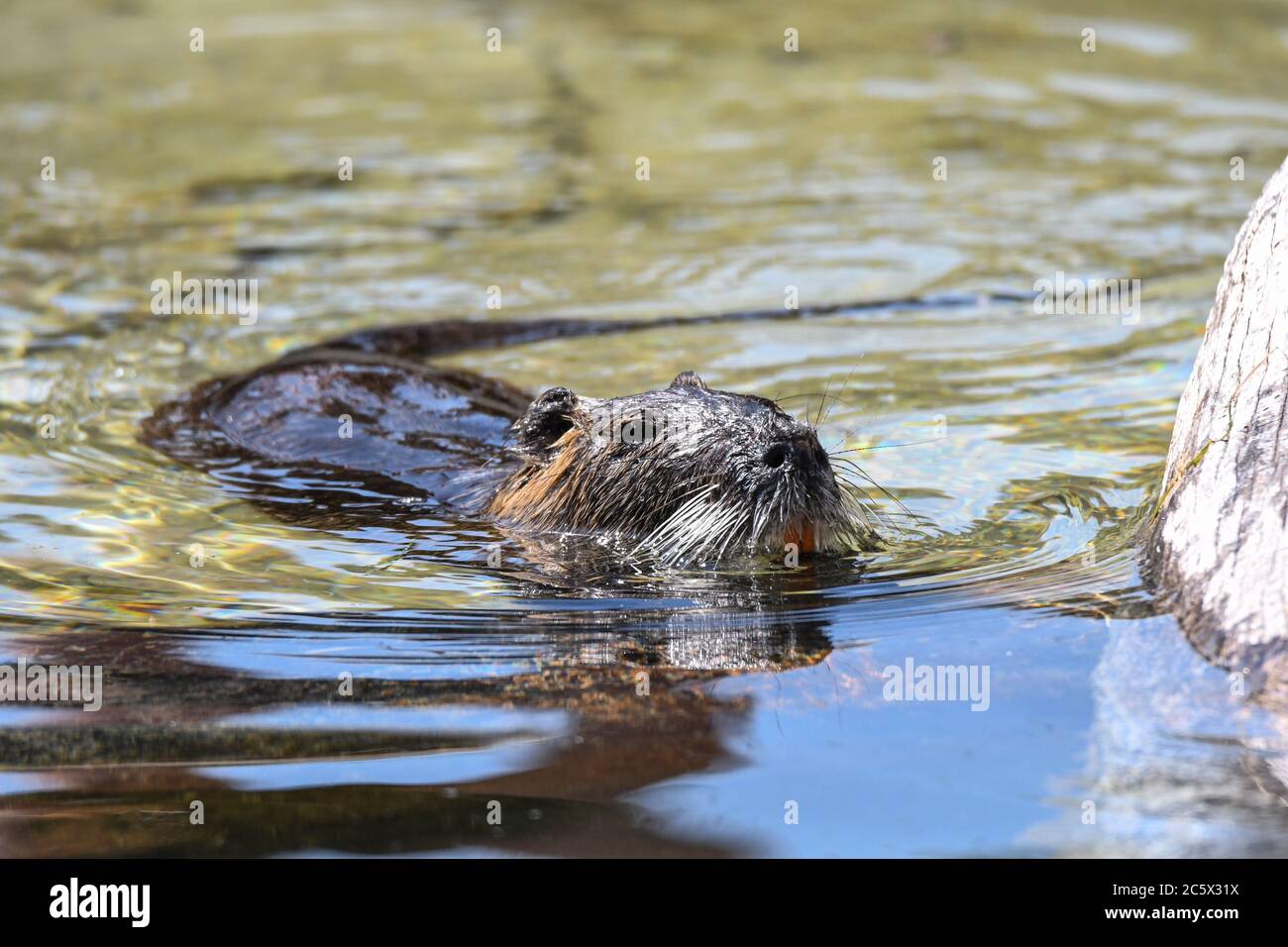 Nutria playing in the water Stock Photo - Alamy
