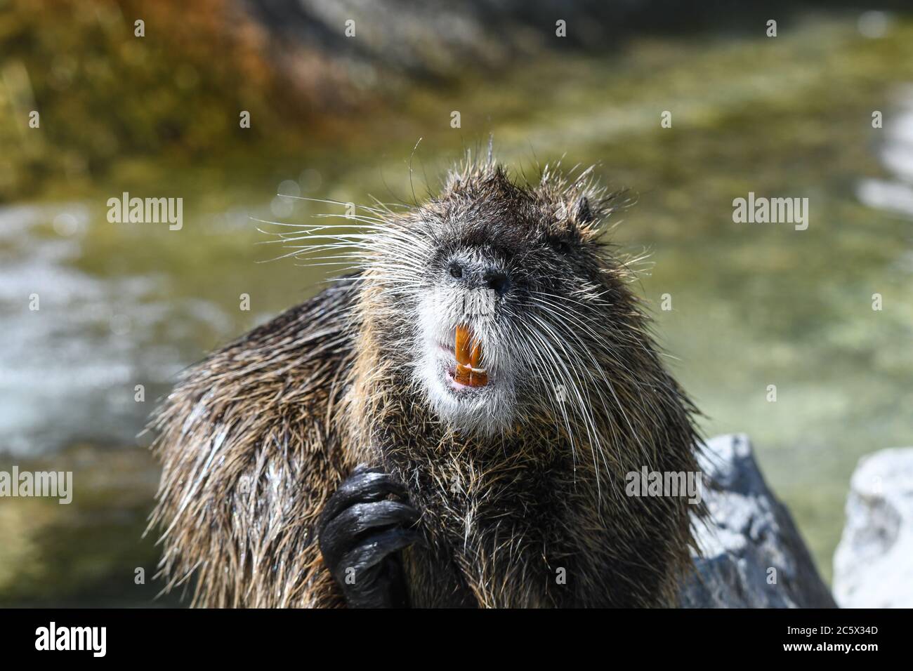 Nutria playing in the water Stock Photo - Alamy
