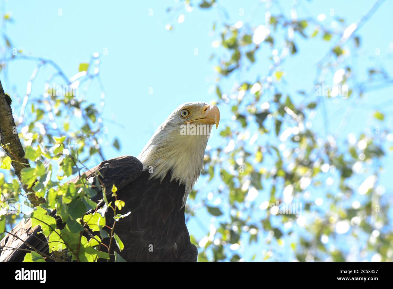 At eagle encounters hi-res stock photography and images - Alamy