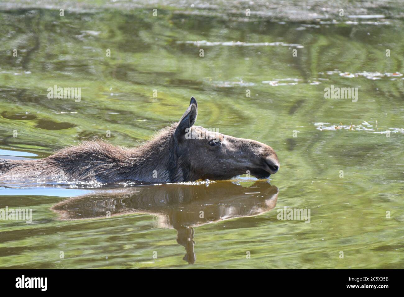 Moose swimming hi-res stock photography and images - Alamy