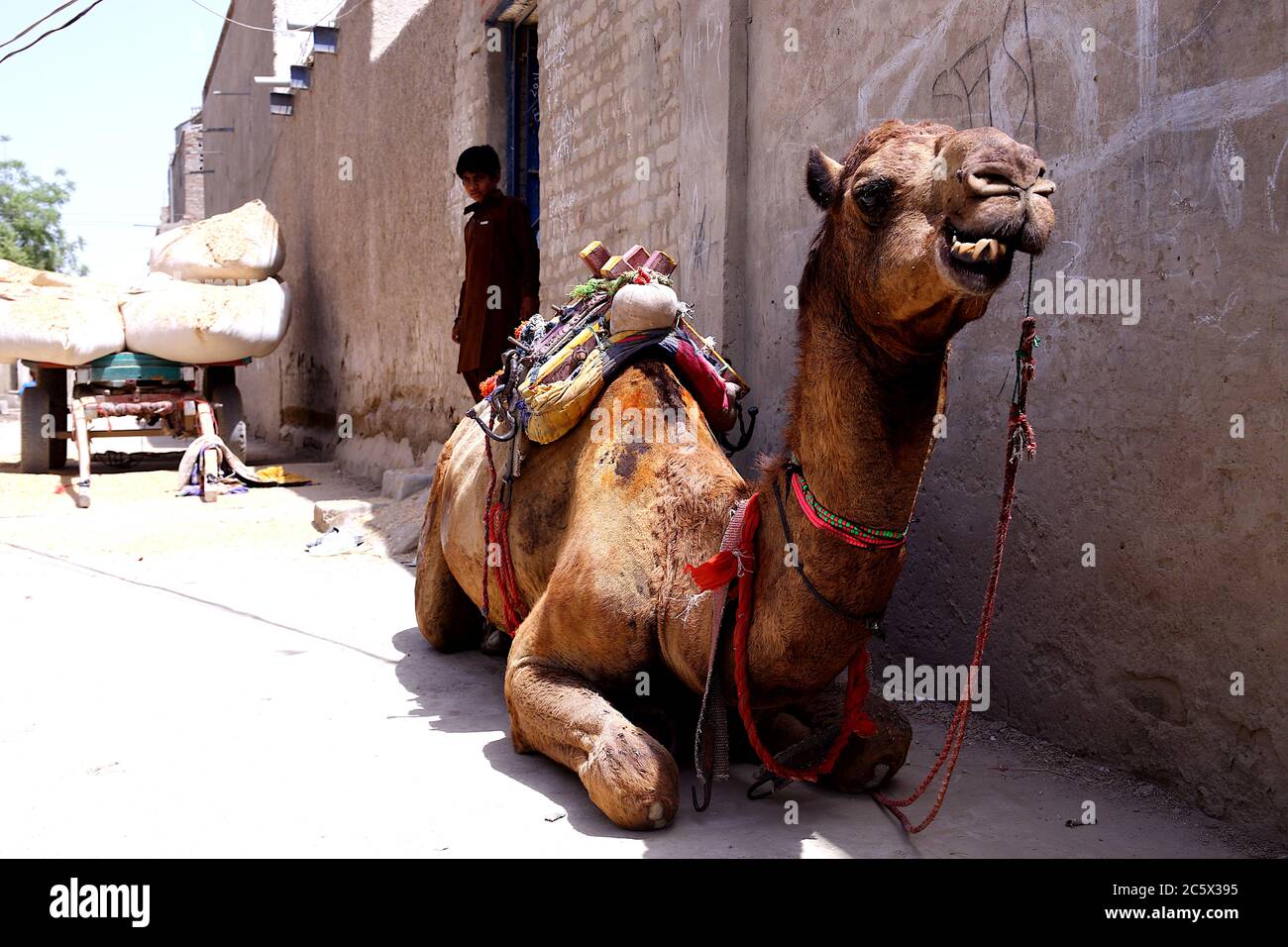 Camel laden hi-res stock photography and images - Alamy
