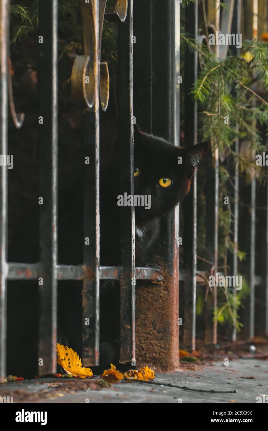 Black cat looking from behind hi-res stock photography and images - Alamy