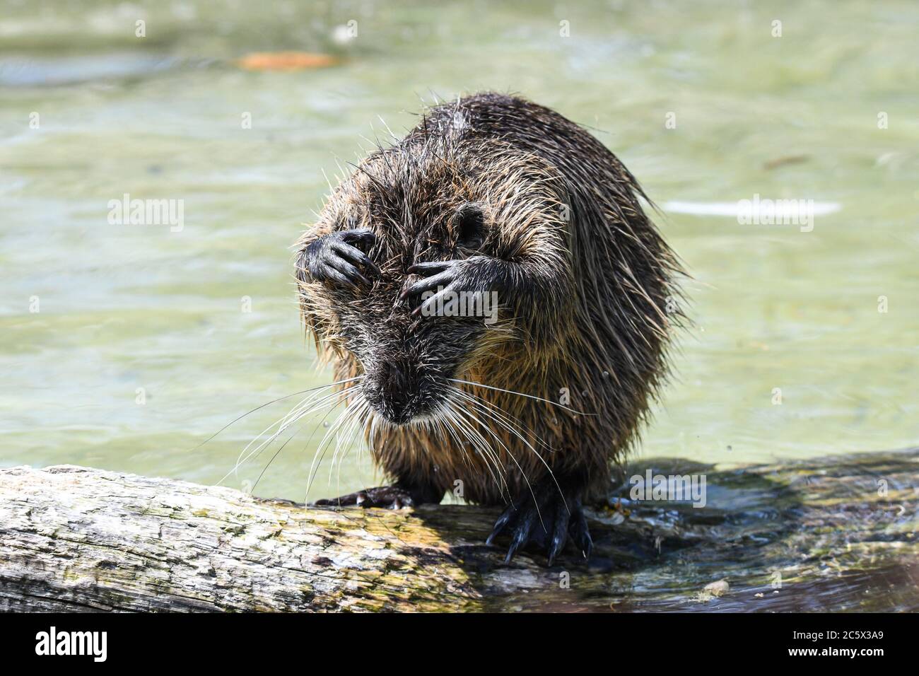 Nutria playing in the water Stock Photo - Alamy