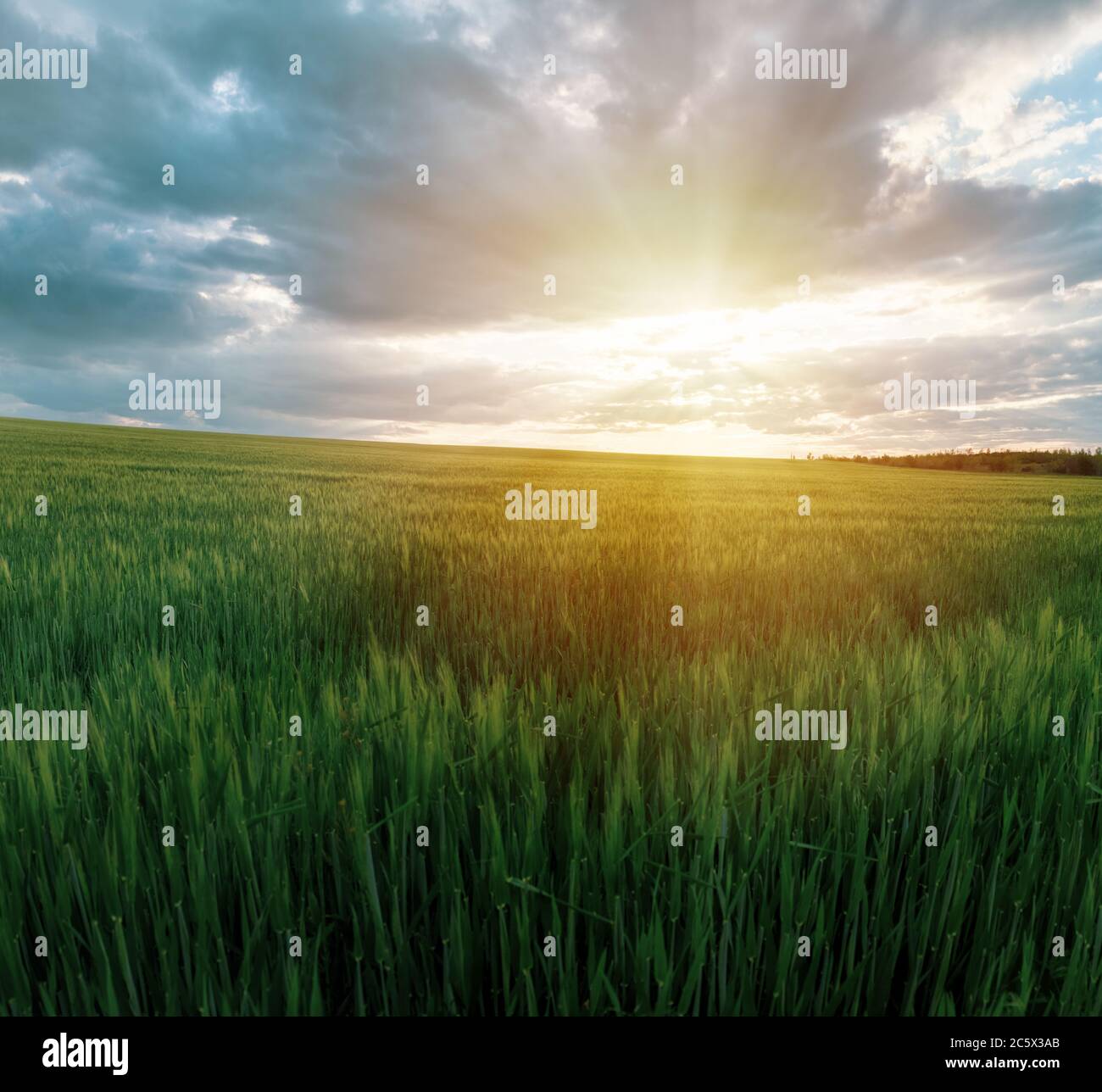 Sunset over green field and blue sky. Idyllic rural view of pretty ...