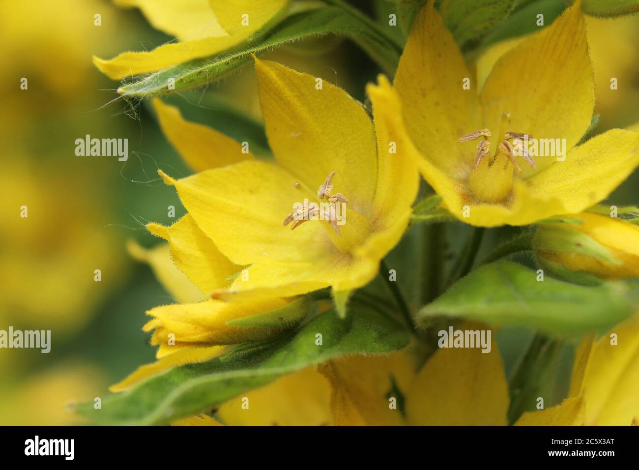 Extreme close up of the bright yellow flowers of the perennial plant ...