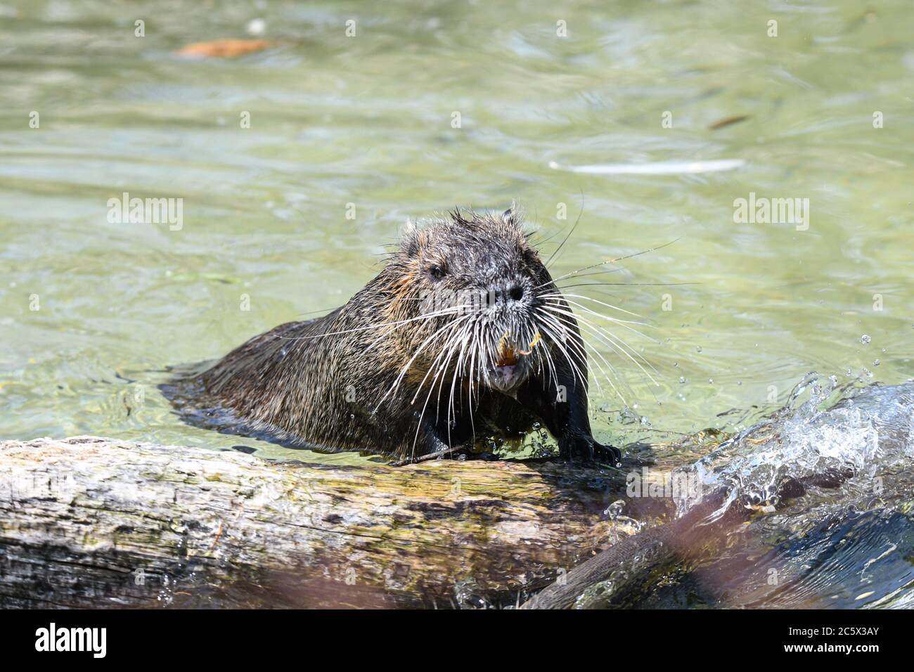 Nutria baby hi-res stock photography and images - Alamy