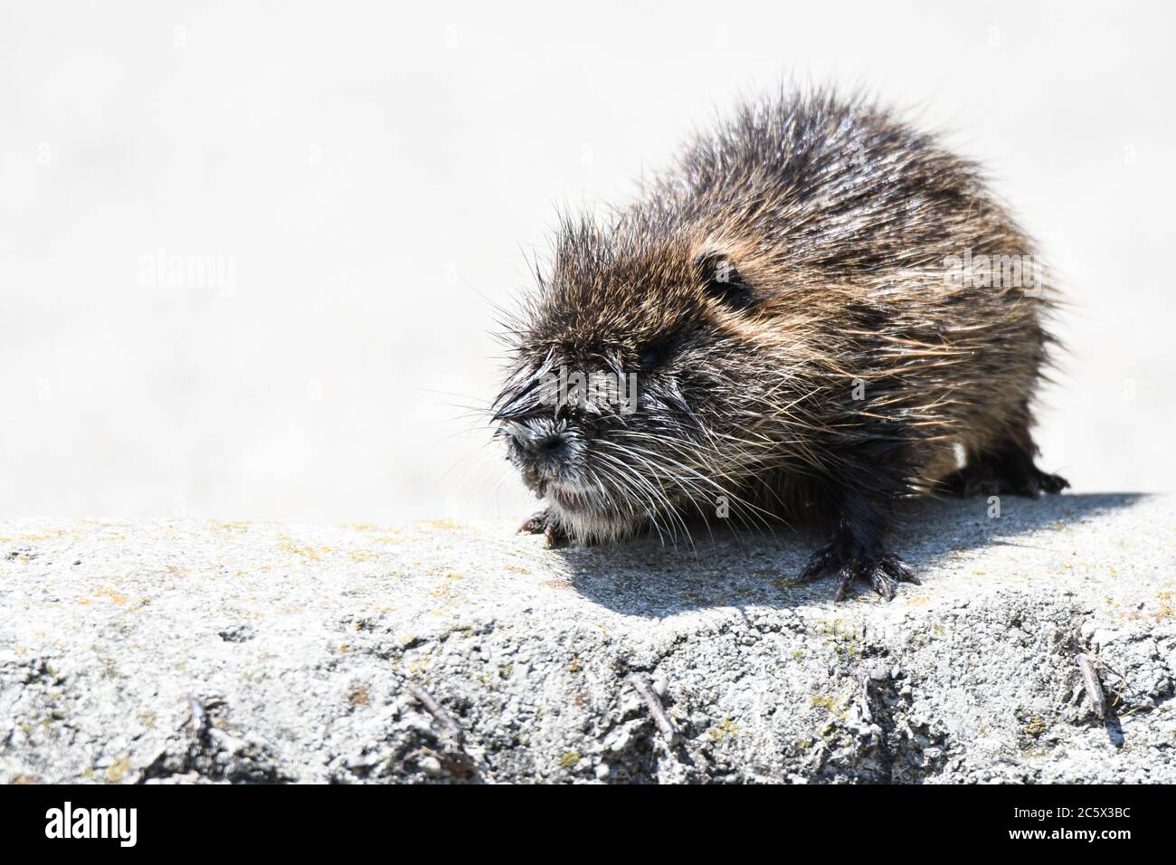 Nutria playing in the water Stock Photo - Alamy