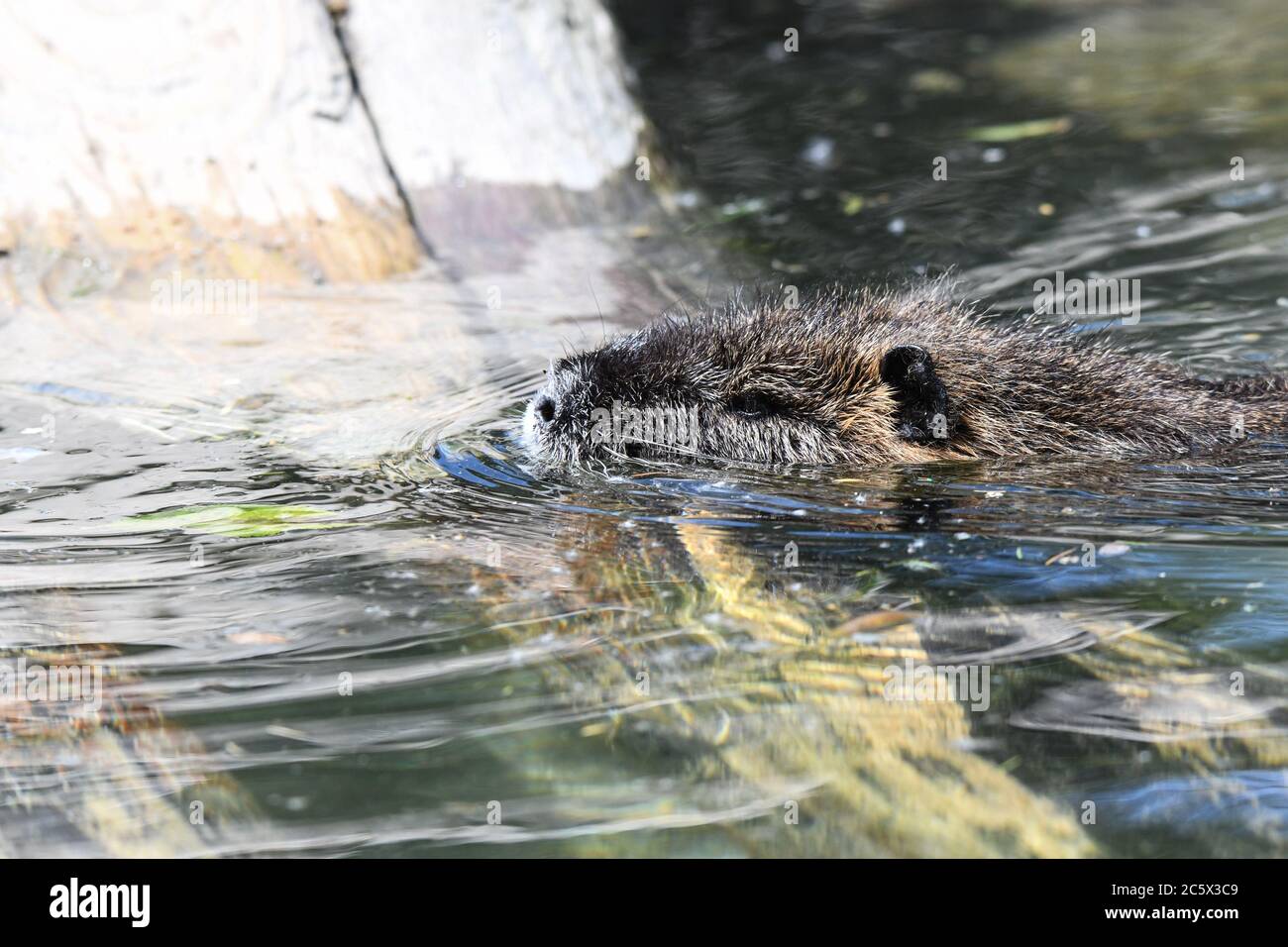 Nutria playing in the water Stock Photo - Alamy