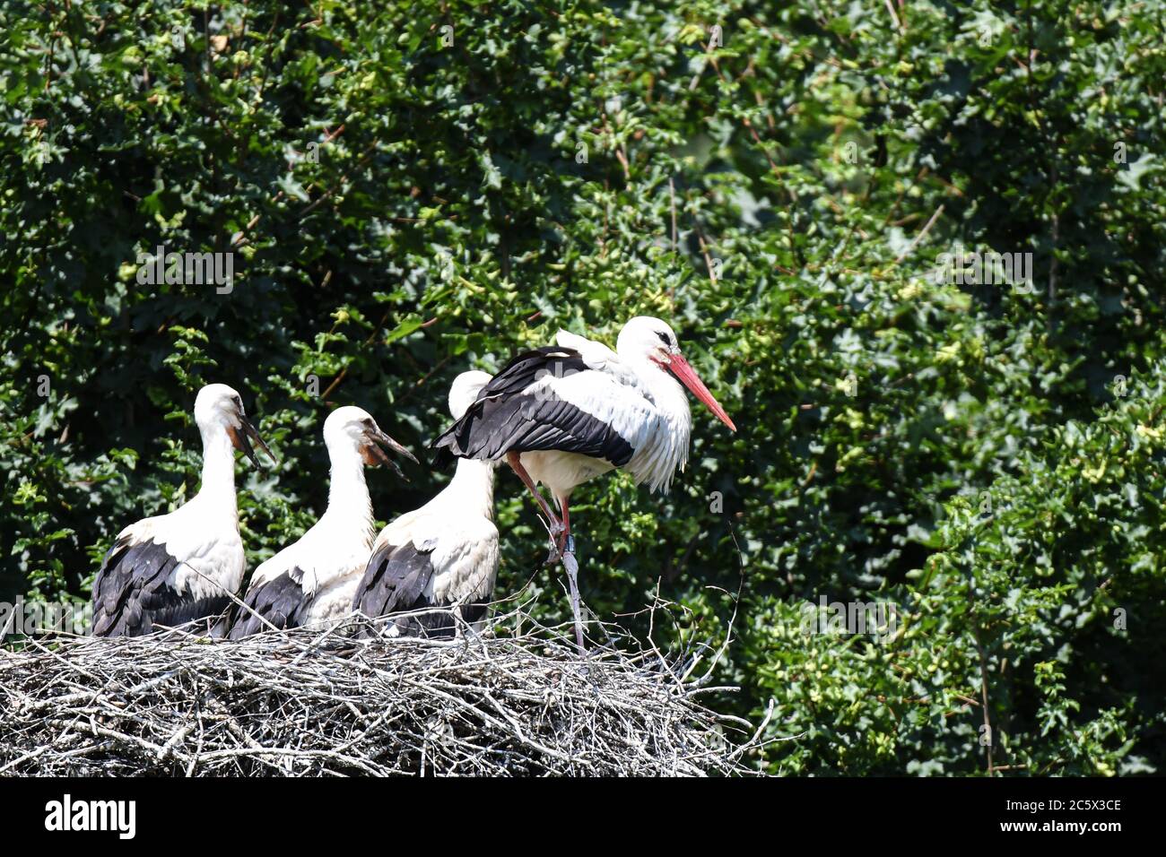 Family stork hi-res stock photography and images - Alamy