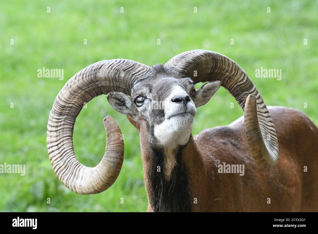 Big Horn Sheep Stock Photo - Alamy