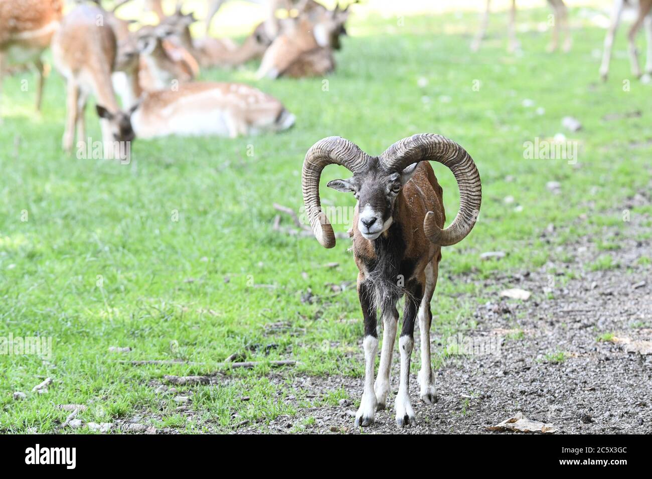 Big horn sheeps hi-res stock photography and images - Alamy