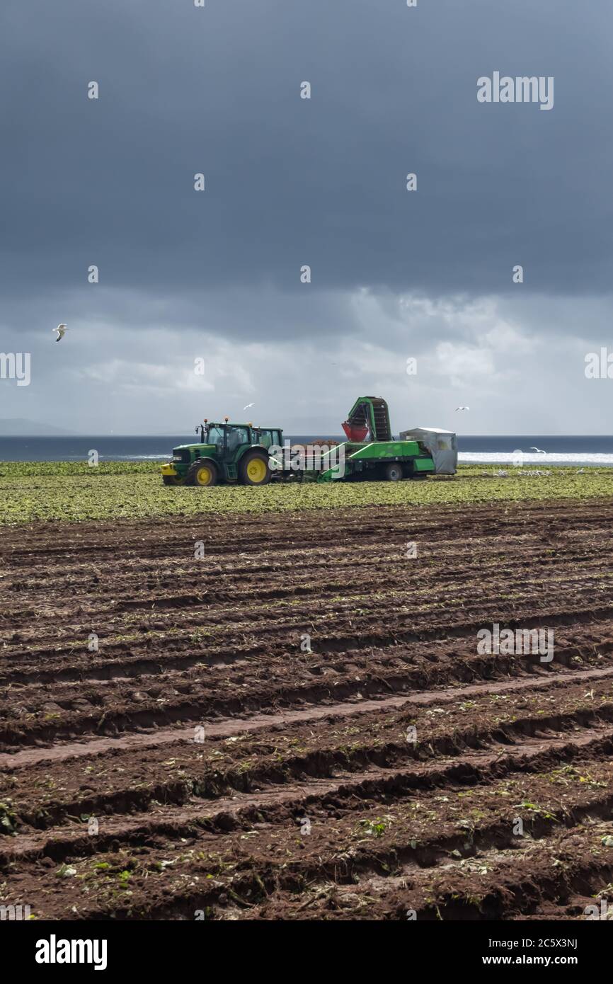 Potato harvest scotland hi-res stock photography and images - Alamy