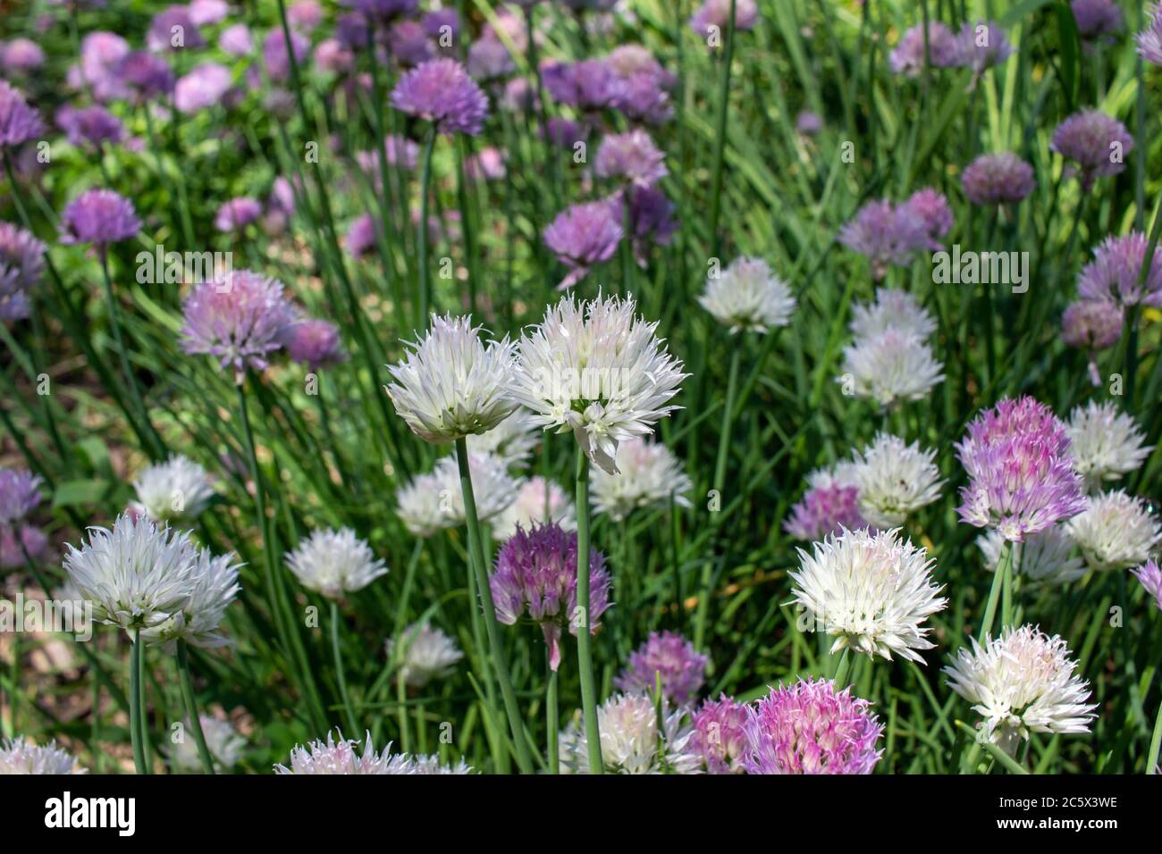 Close up texture background of multi color chives flowers in full bloom ...