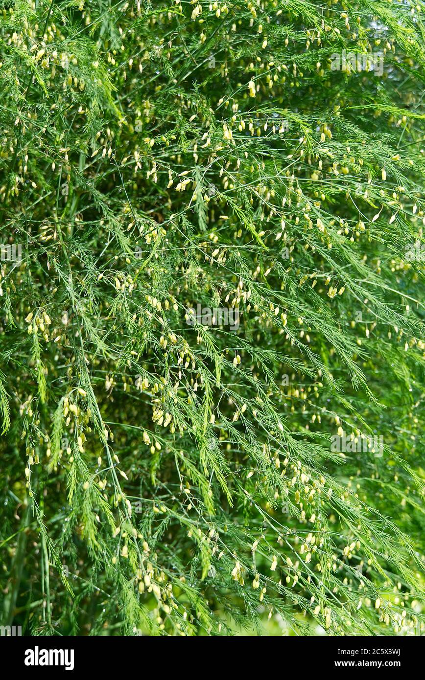 blossom of Asparagus tenuifolius plants. Asparagus bush in garden Stock ...