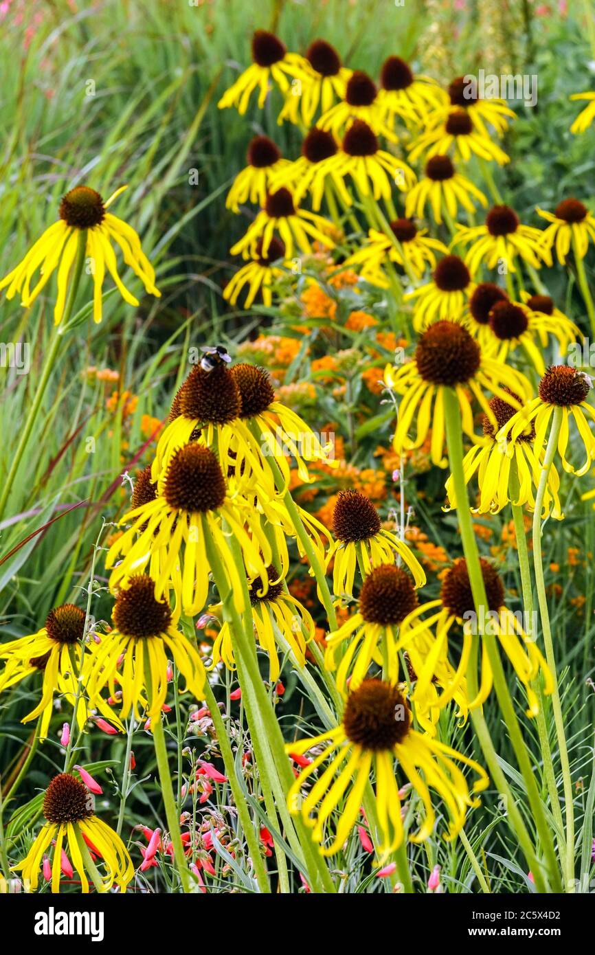 Echinacea paradoxa hi-res stock photography and images - Alamy