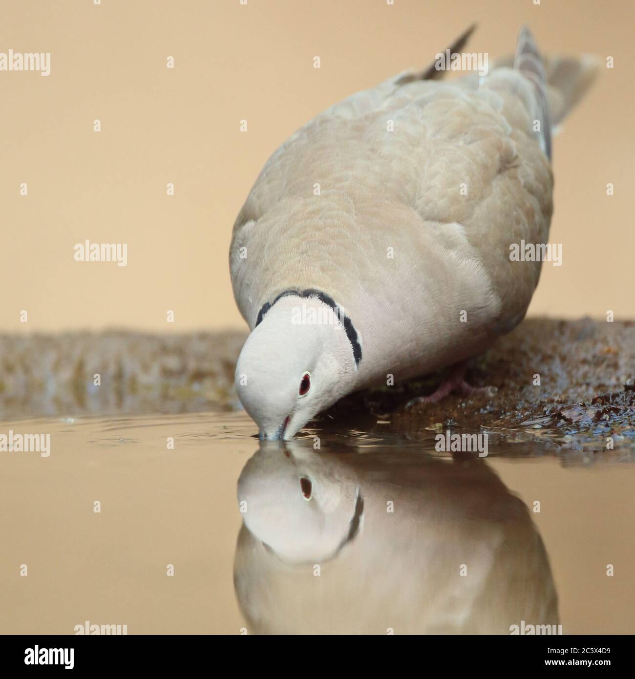 Reflection pool bird hi-res stock photography and images - Alamy