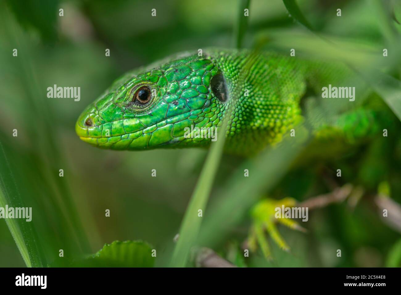 Emerald green lizard hi-res stock photography and images - Alamy