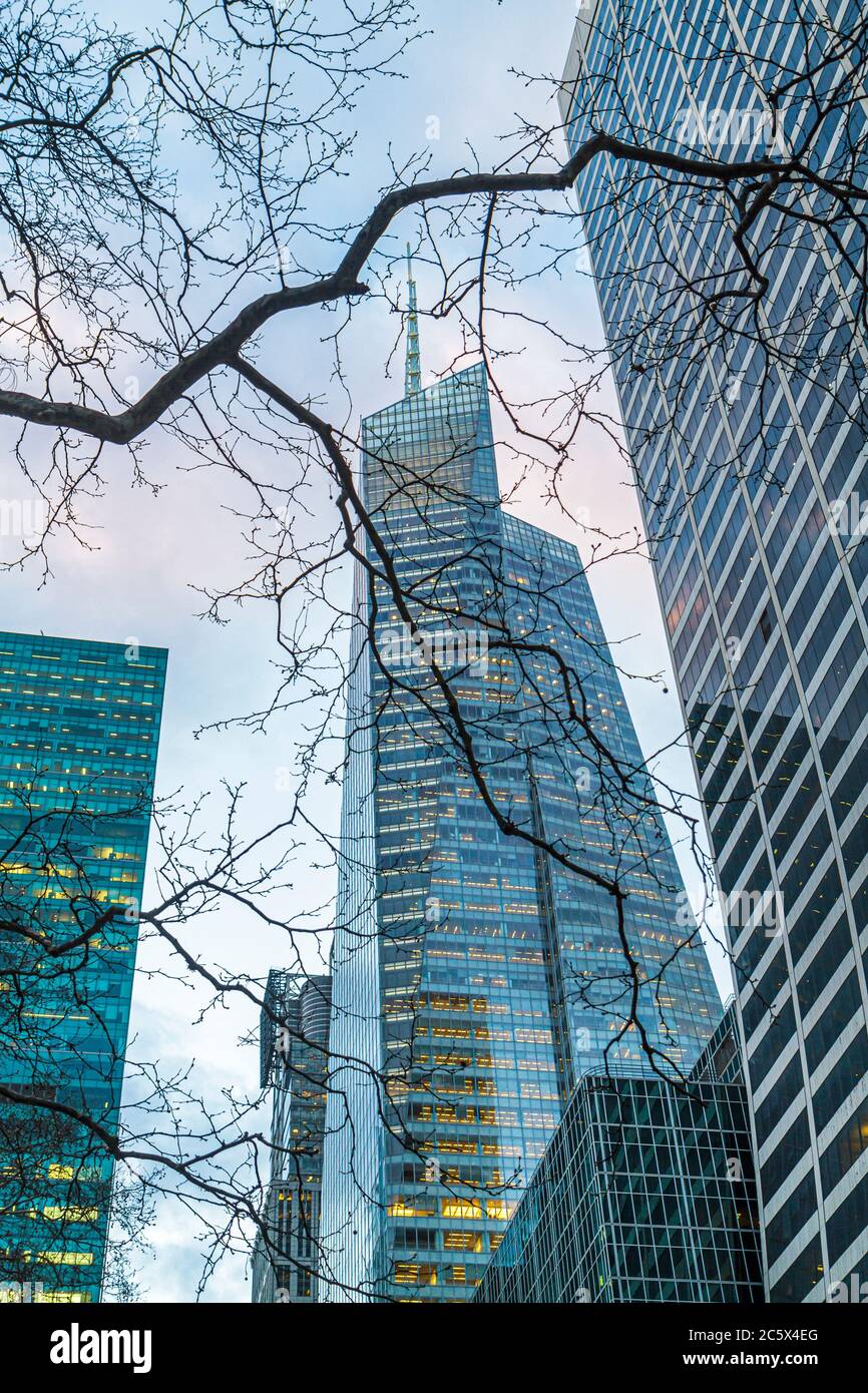 High rise skyscraper skyscrapers building buildings leafless tree hi ...
