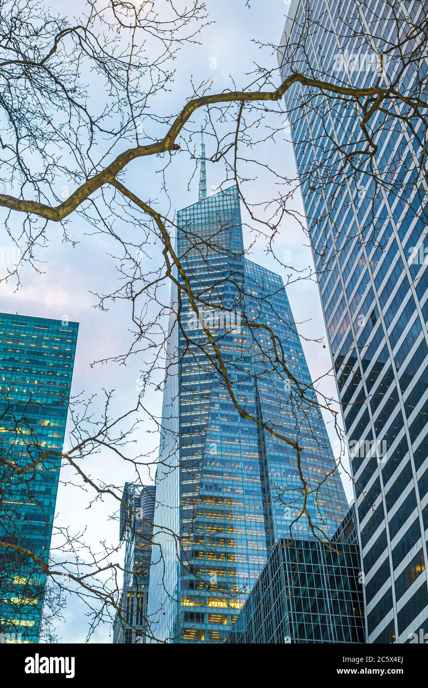 High rise skyscraper skyscrapers building buildings leafless tree hi ...