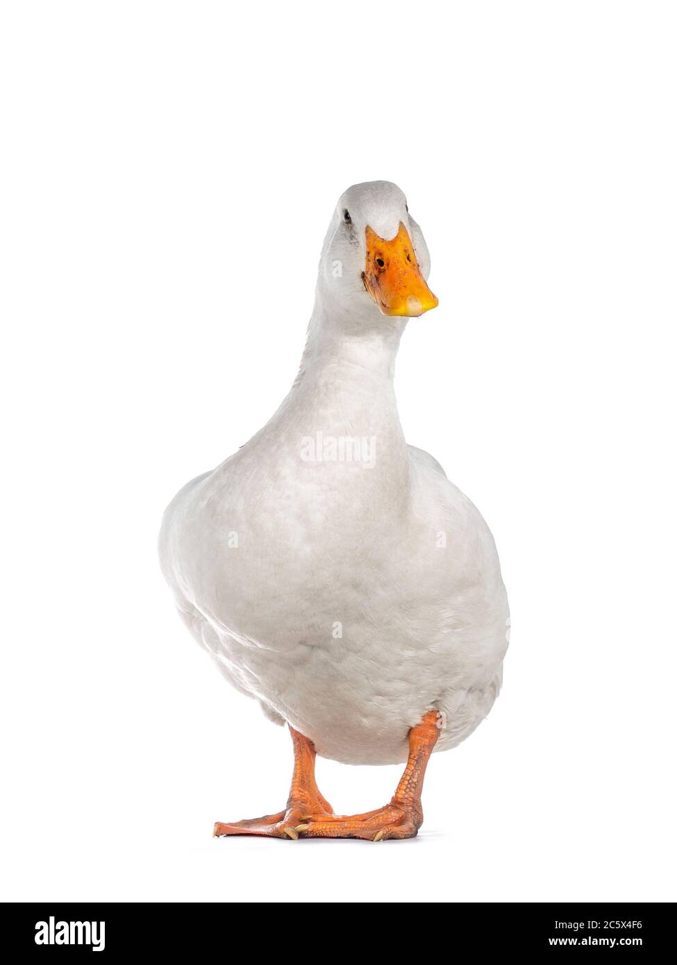 There is high water level photo Cut Out Stock Images & Pictures - Alamy