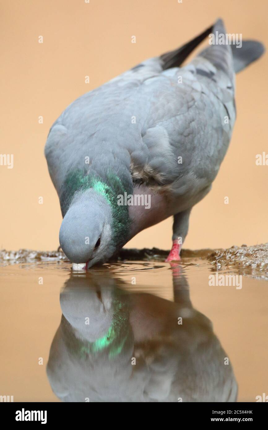 Doves drinking water hi-res stock photography and images - Alamy