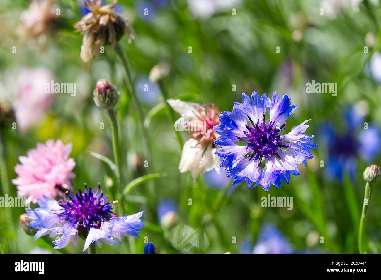 Blooming mountain knapweed Centaurea montana, The Estonian national ...