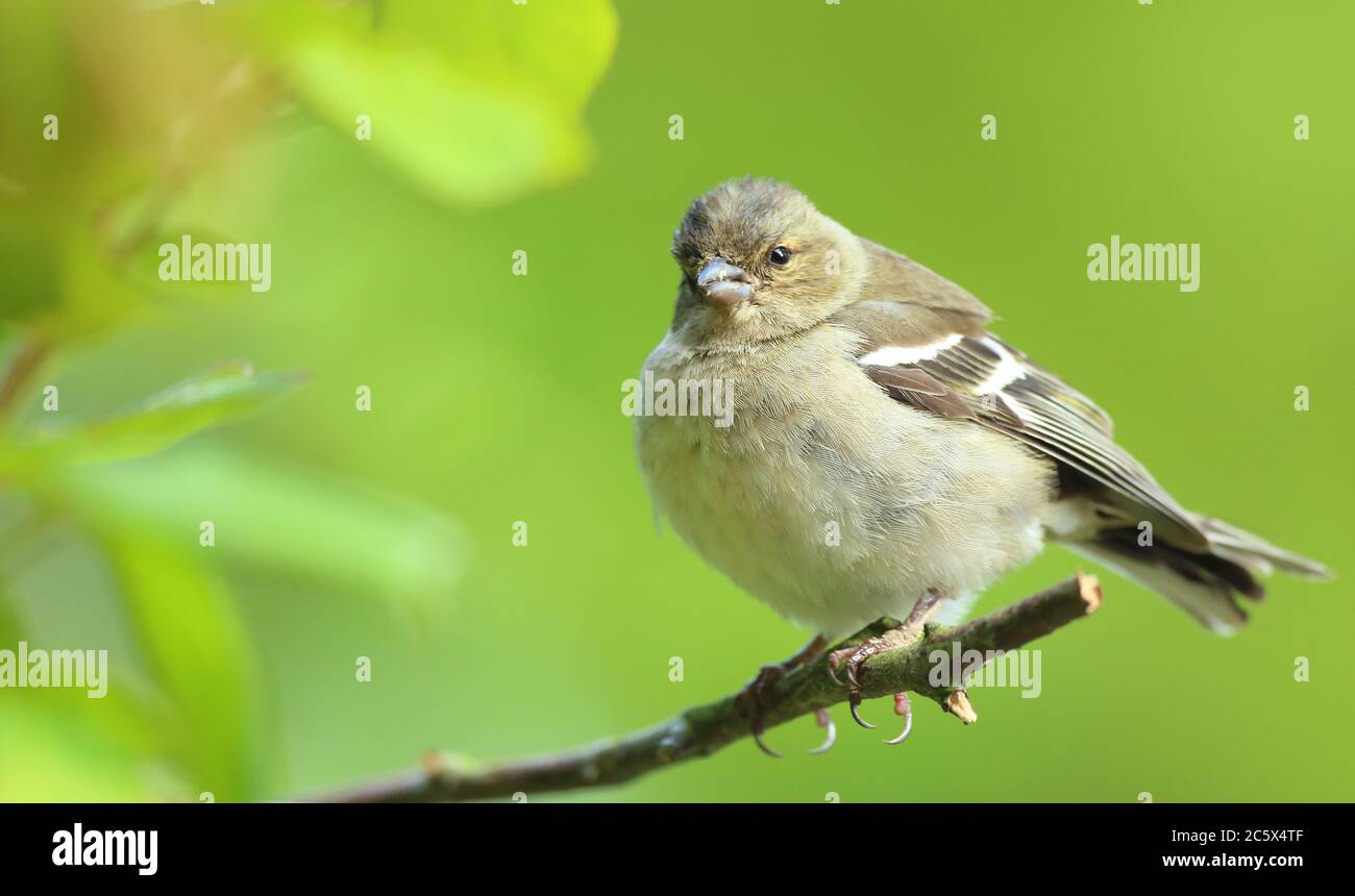 Juvenile chaffinch hi-res stock photography and images - Alamy