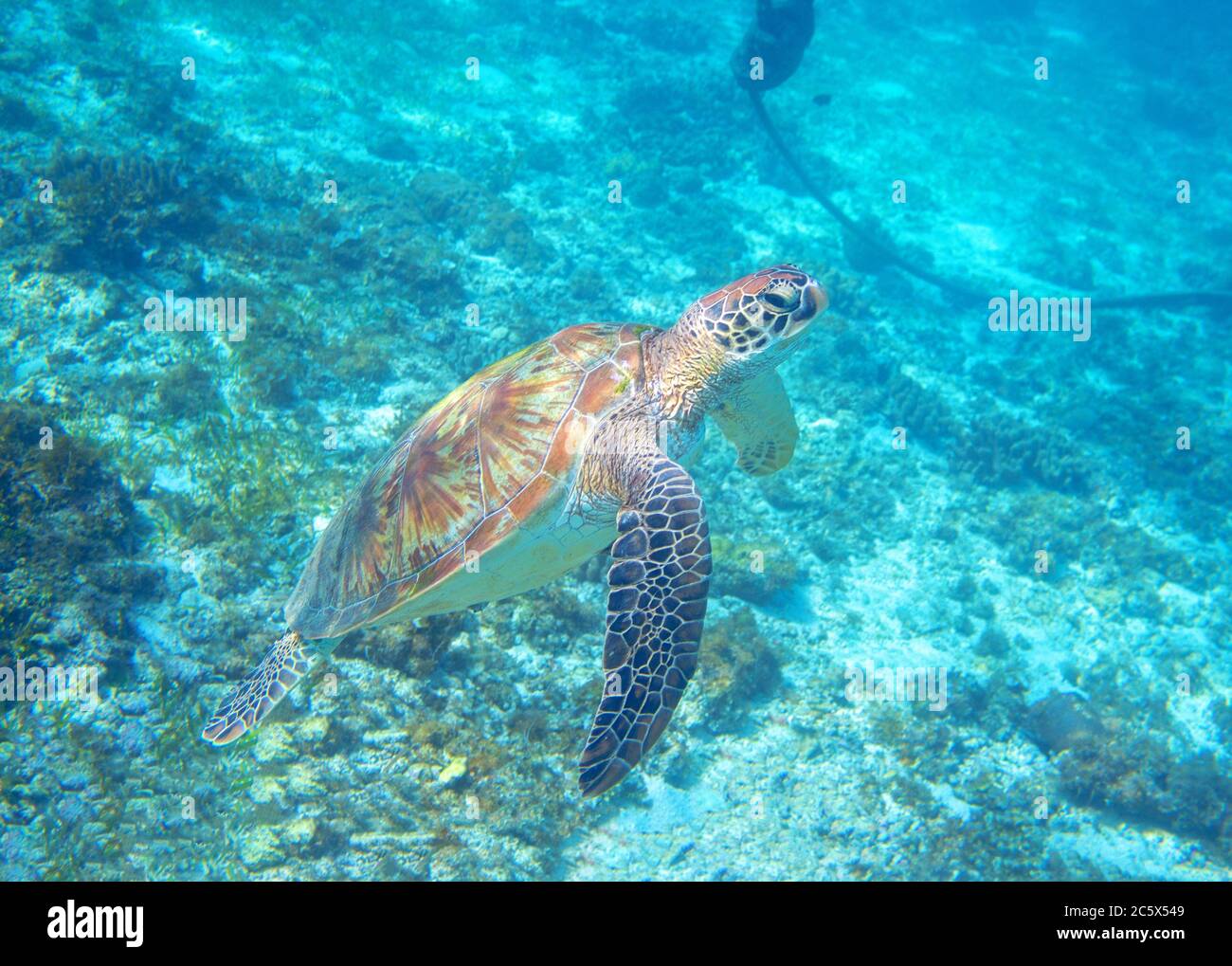 Sea turtle in tropic shore swim to water surface. Marine Tortoise ...
