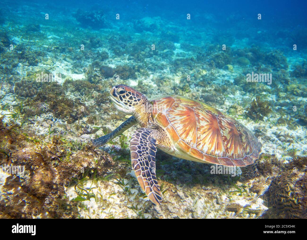 Sea turtle in marine shore swim to water surface. Sea Tortoise portrait ...
