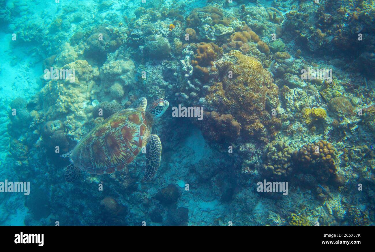 Sea turtle in coral reef swim to water surface. Marine Tortoise ...