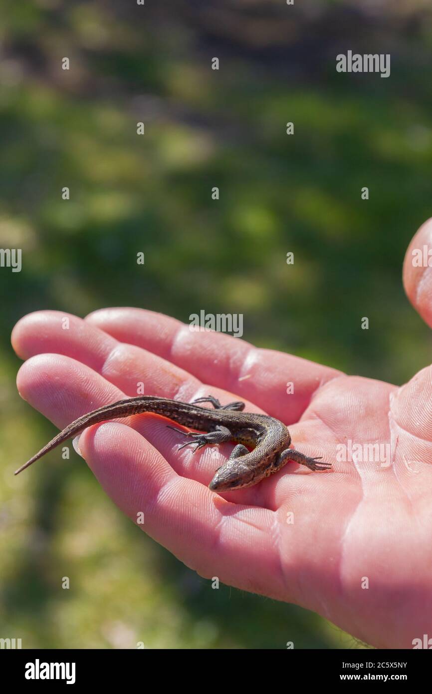 Green lizard in a man's hand in the summer on the stree Stock Photo - Alamy