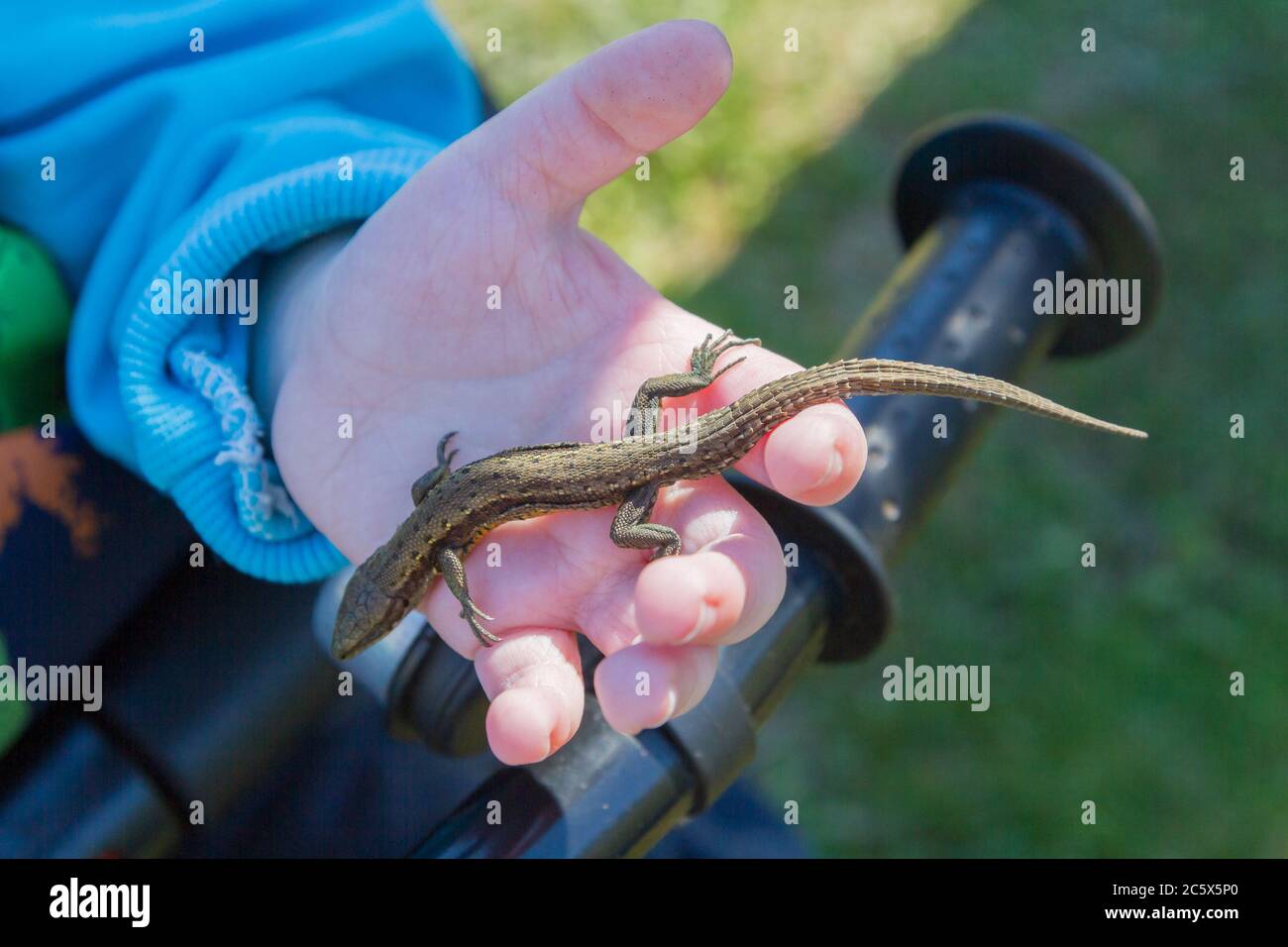 Green lizard in a child's hand in the summer on the street Stock Photo ...