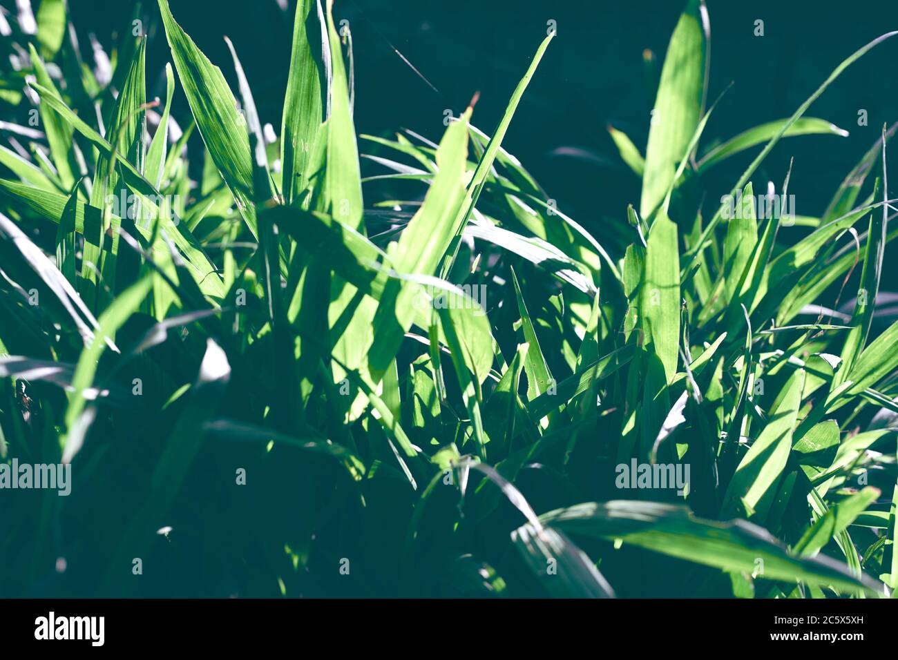 Green grass in sunlight moody toned photo. Fresh grass transparent in ...