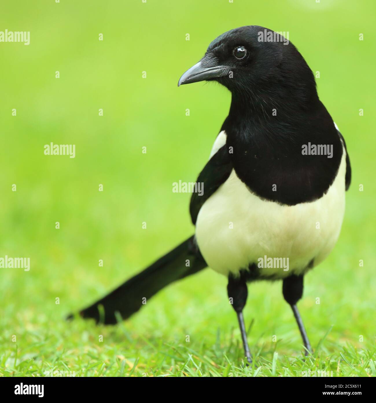 Magpie uk hi-res stock photography and images - Alamy