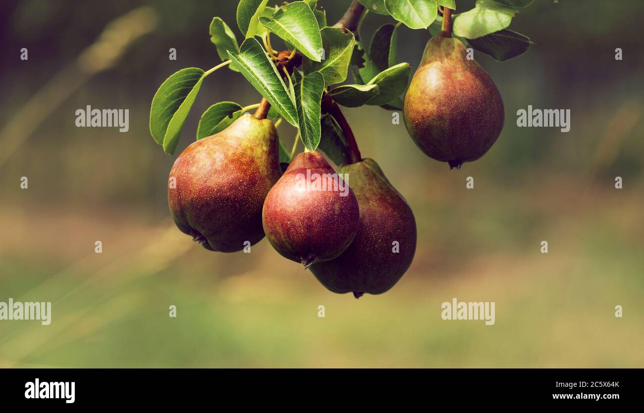Pear tree with pears Stock Photo - Alamy