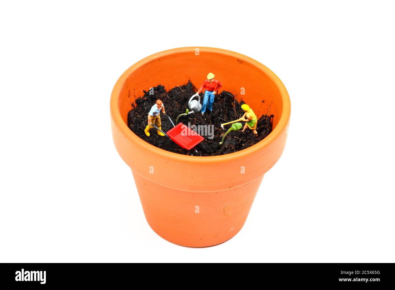 Miniature figure gardeners watering seedlings in a terracota plat pot ...
