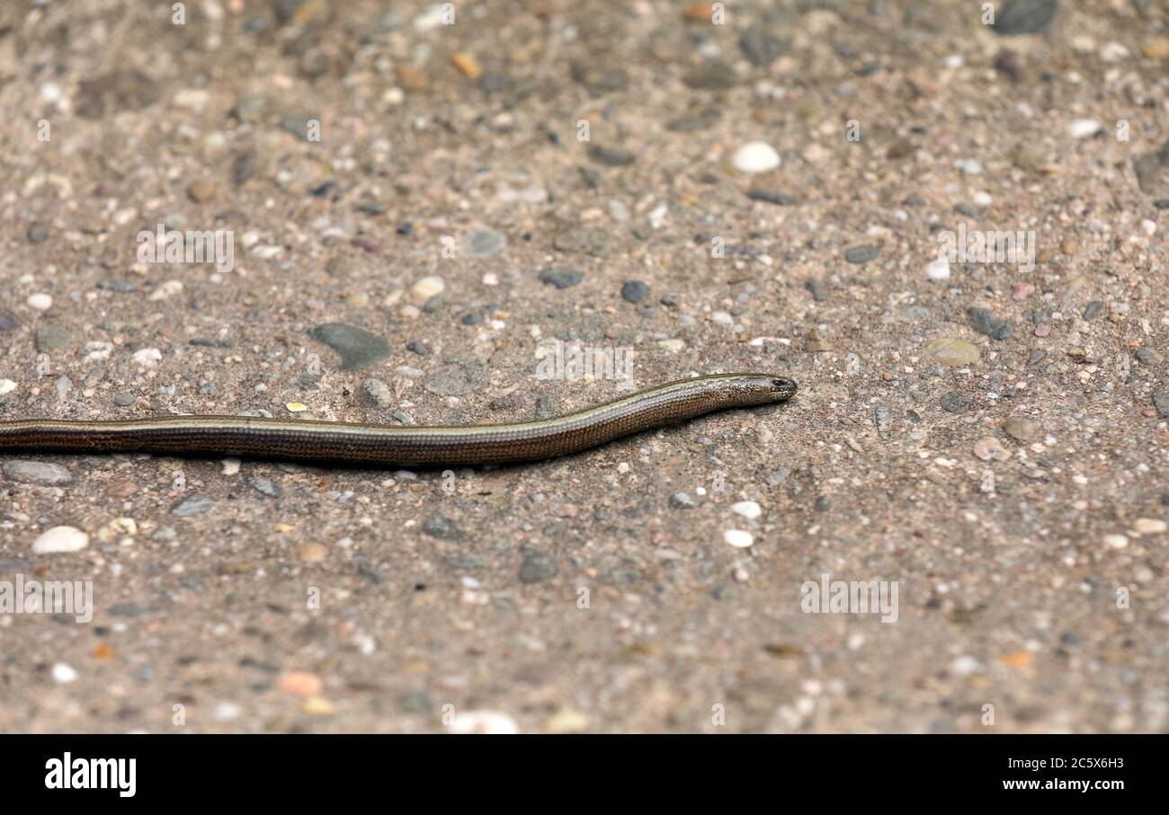 Dead slow worm snake Stock Photo - Alamy