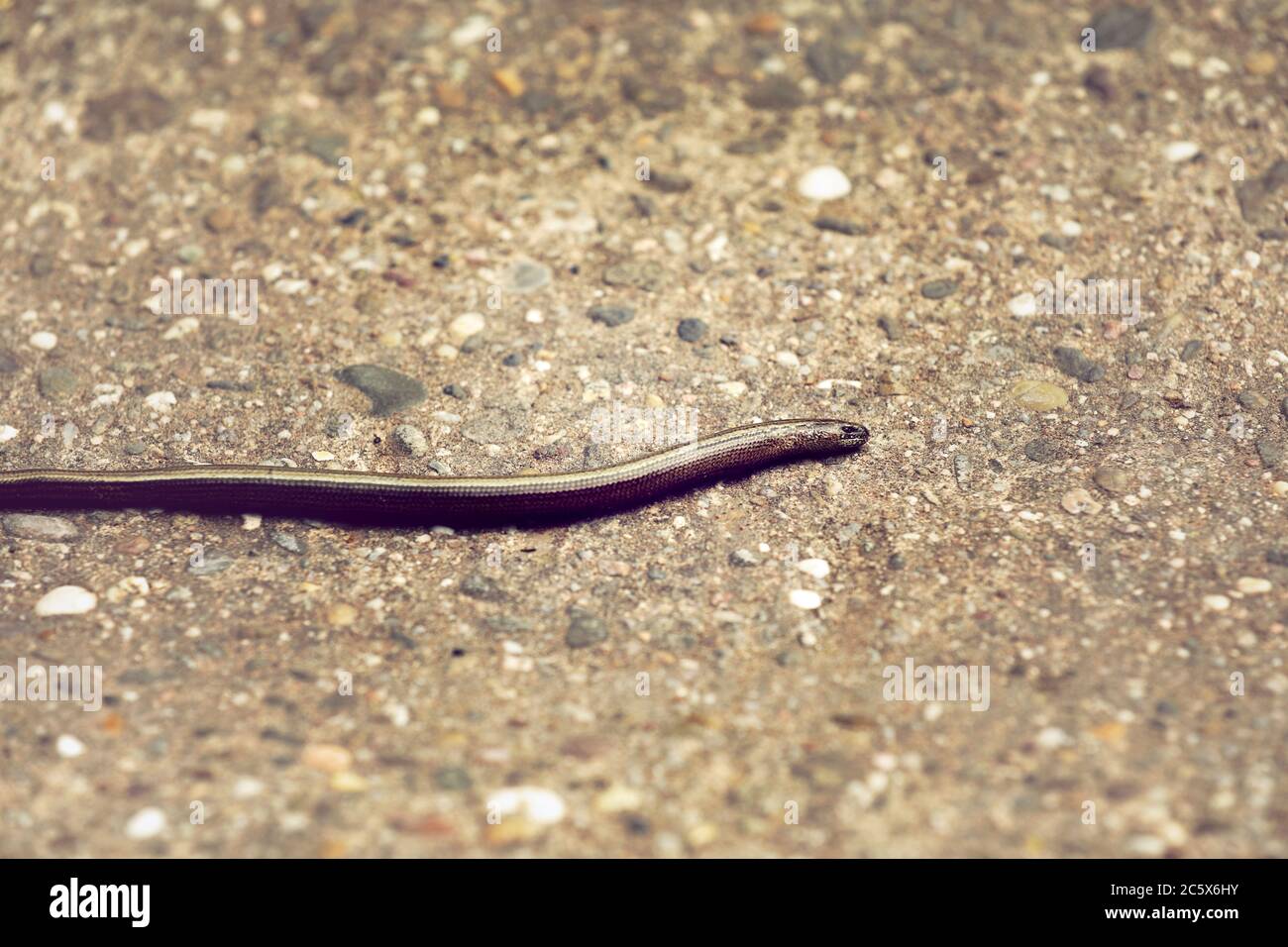 Dead slow worm snake Stock Photo - Alamy
