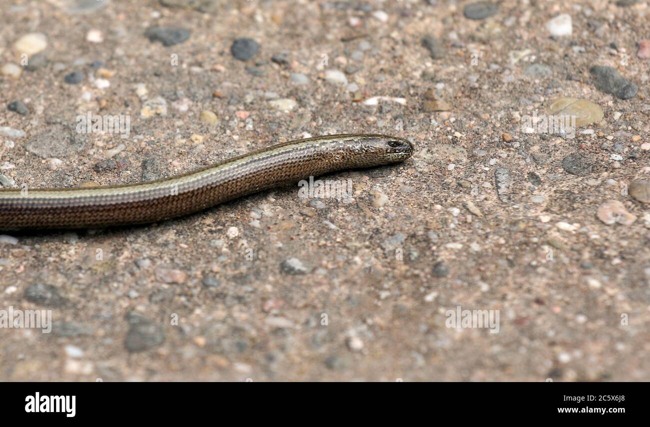 Dead slow worm snake Stock Photo - Alamy