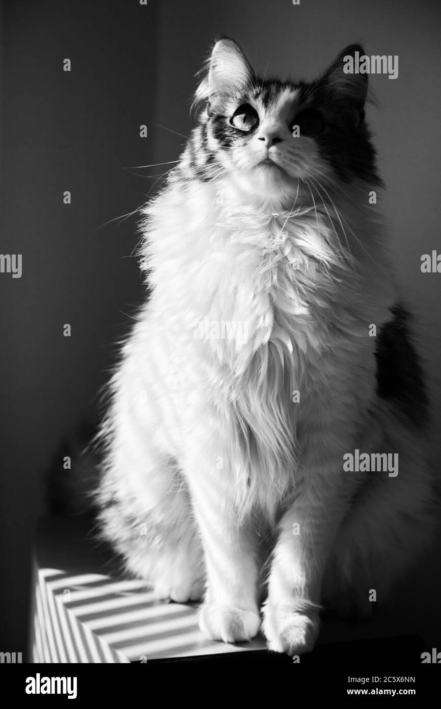 fluffy domestic cat in sun light looks up, monochrome Stock Photo - Alamy