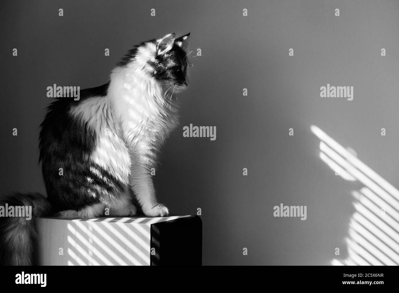 fluffy domestic cat in sun light looks at his shadow on white wall ...