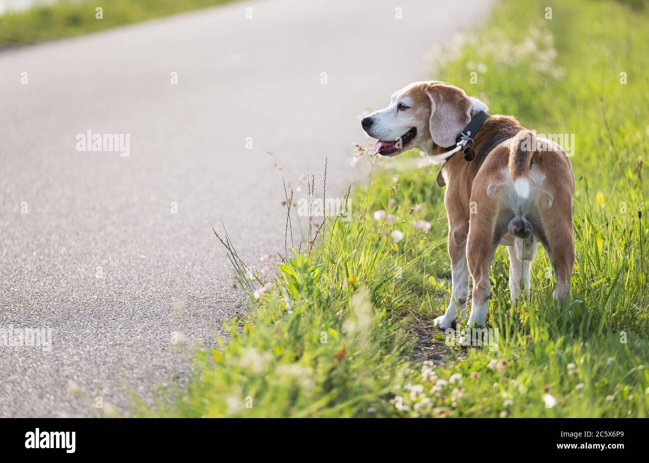 Walking beagle dog portrait image. He standing on the green grass near ...