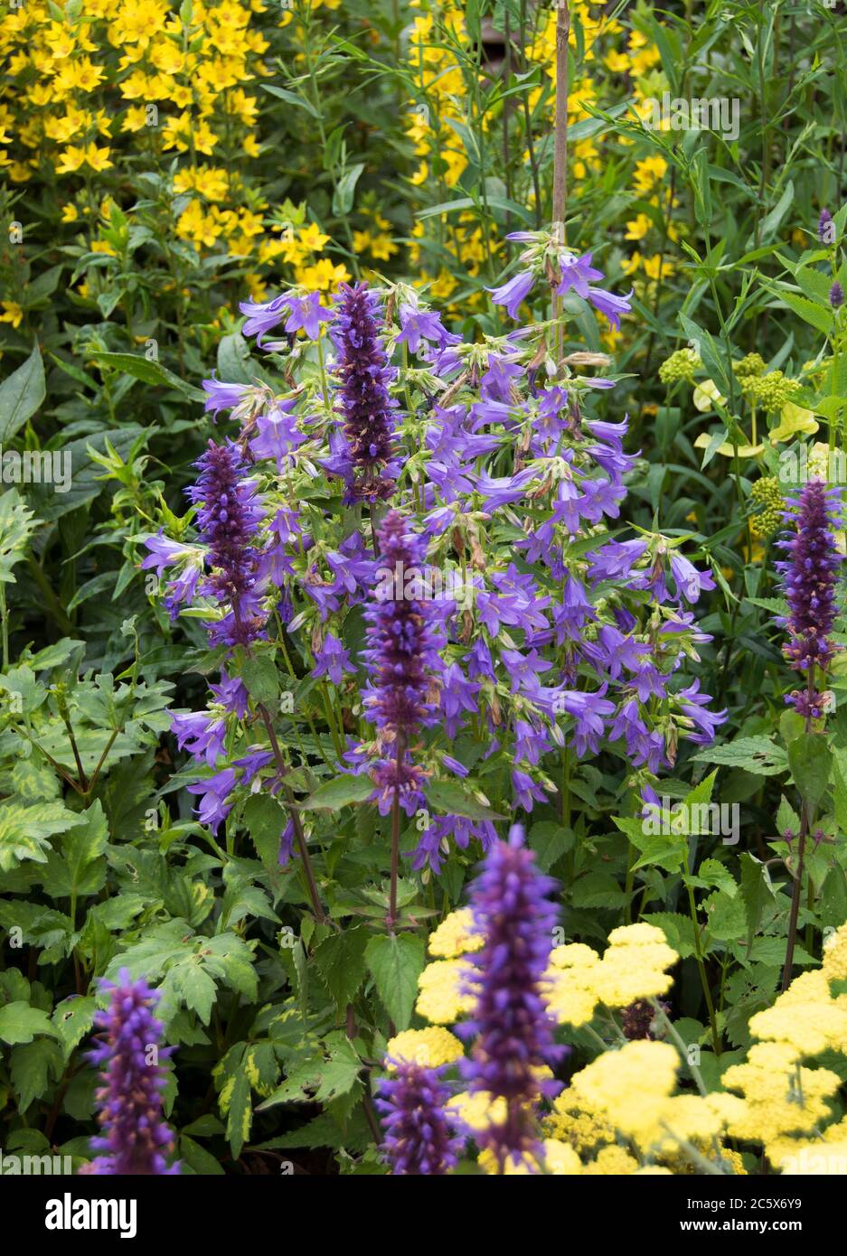 Yellow herbaceous perennials hi-res stock photography and images - Alamy