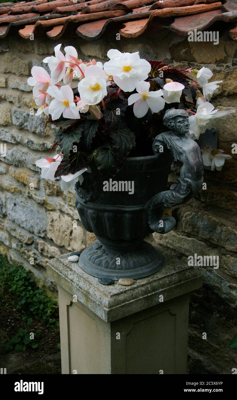 Non stop mocca begonia hi-res stock photography and images - Alamy
