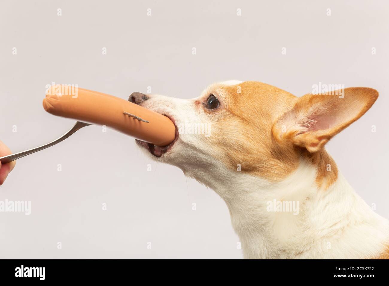 jack russell terrier dog on gray background looks at sausage bite it ...
