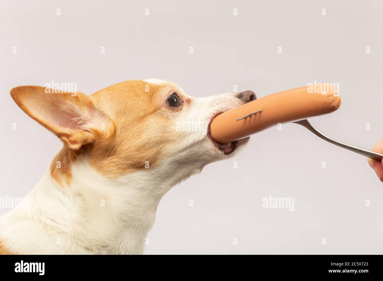 jack russell terrier dog on gray background looks at sausage bite it ...